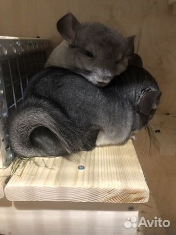 Шиншиллы+витрина