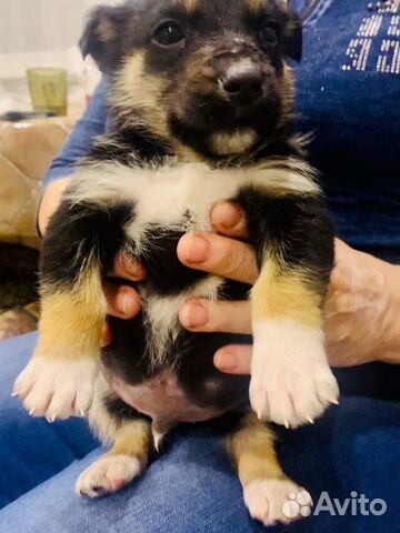 Ищут дом 5 крох-щенков