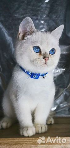 Шиншилла Британский мальчик