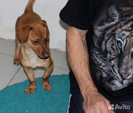 Мелкий пёс в добрые руки