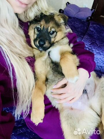 Красавчики щеночки 2,5 месяца