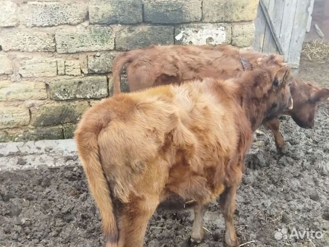 Бычки и телята