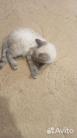 Отдам кота в добрые руки. 2 месяца. Сиам