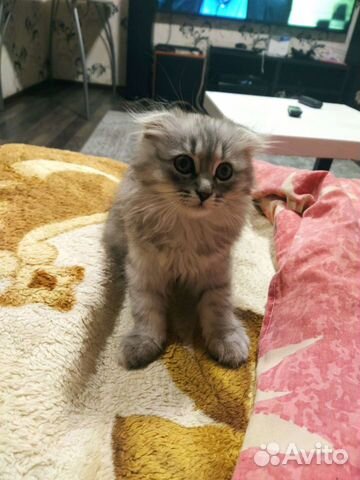 Котенок в добрые руки