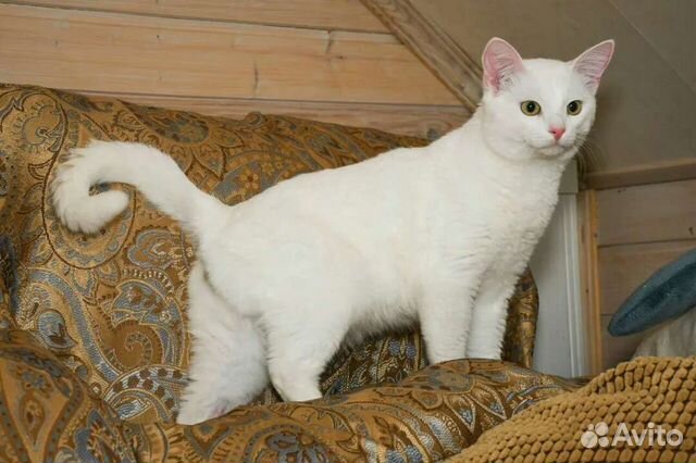 Кошка