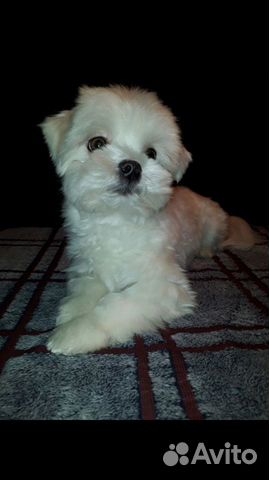 Мальчик Мальтезе