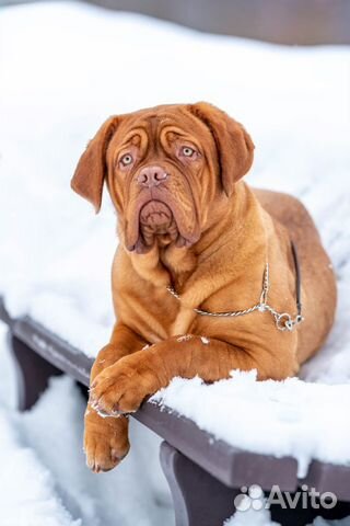 Бордоский дог, сука 7 мес