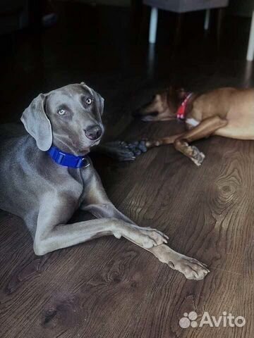 Марта ищет самого доброго хозяина