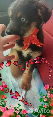 Красивый щенок Девочка