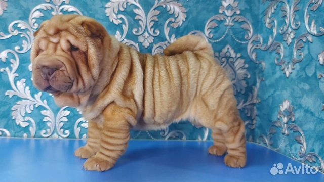 Продается Шарпей