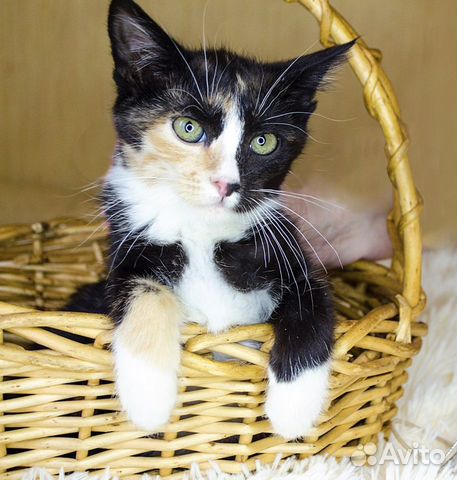 Трёхцветная котёнок девочка Зося 2 месяца в дар