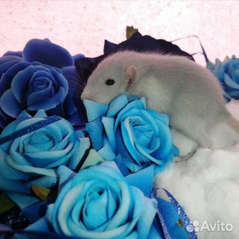 Породистые крысята "Russian Blue Self Dumbo"