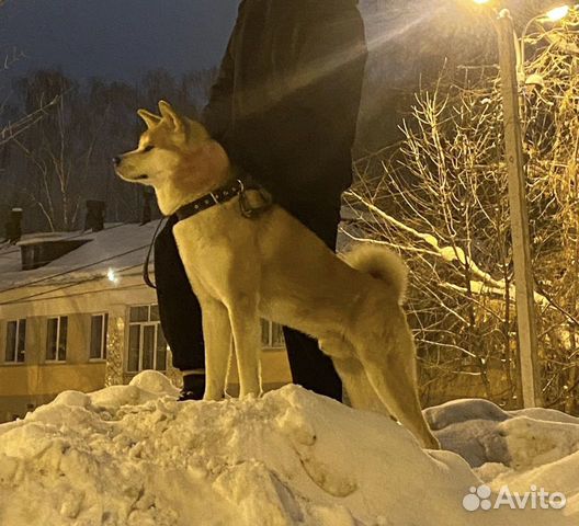 Акита ину вязка