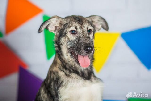 Метис миттельшнауцера щенок Дагмара в дар