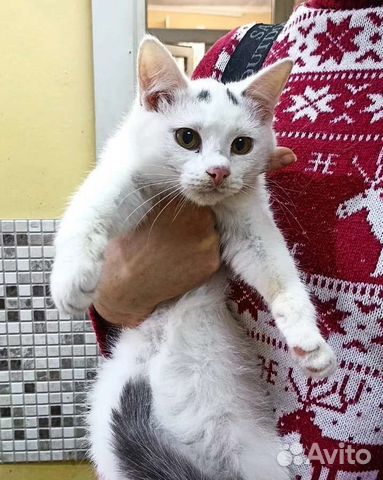 Фунтик