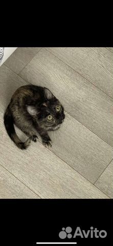 Котятки бесплатно