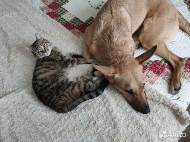 Кошки в добрые руки бесплатно