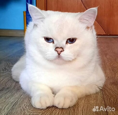 Вязка с активным шикарным котом BRI as 1233