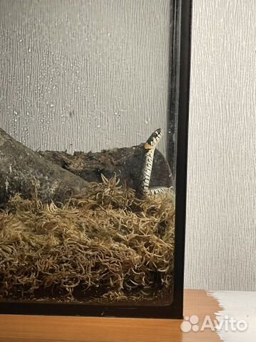 Уж обыкновенный