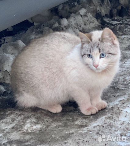 Тайская Кошечка в Дар