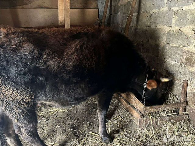 Кровы и бык