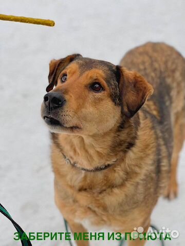 Собака в добрые руки