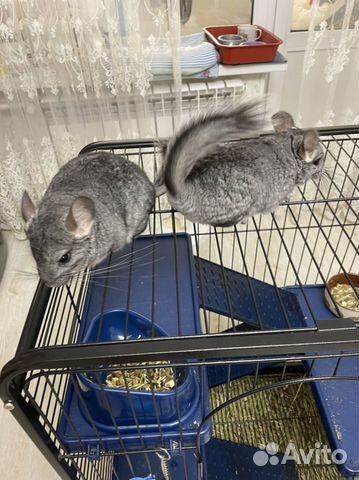 Продам 2х шиншилл