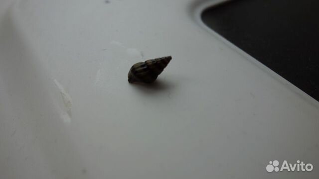 Улитка Хелена