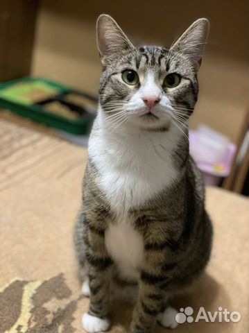 Коты в хорошие руки