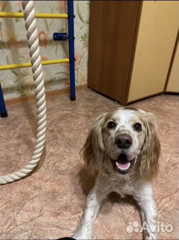 Русский спаниель вязка