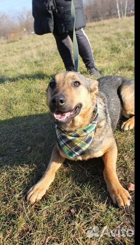 Комета ищет семью