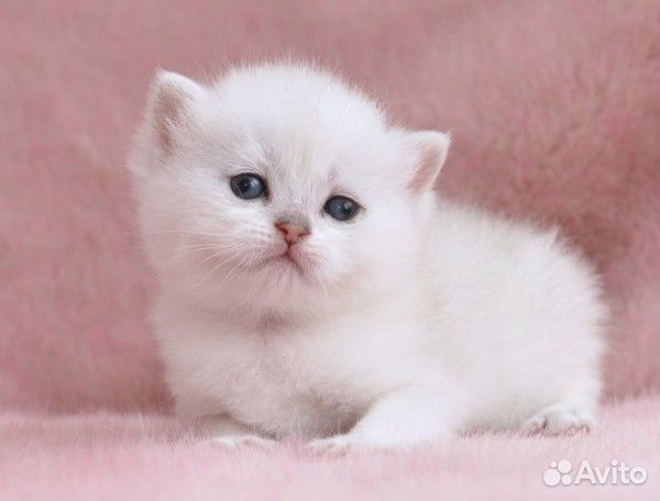 Королевская снежная шиншилла