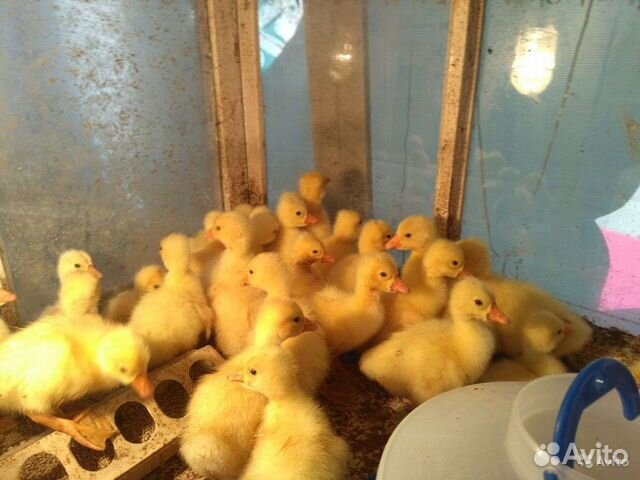 Гусята цыплята