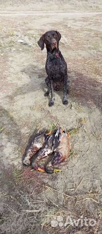 Курцхаар вязка