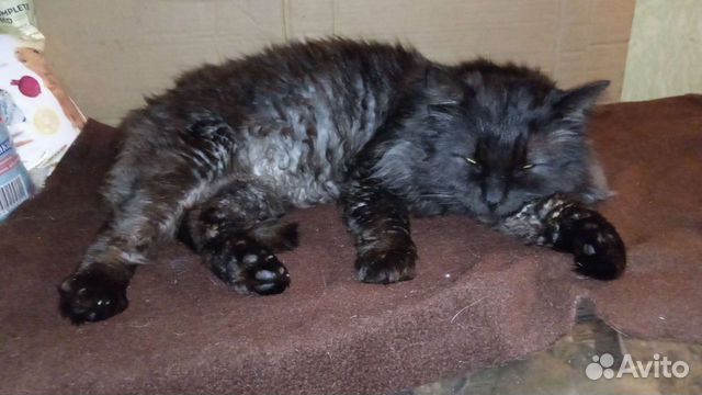 Сибирская кот