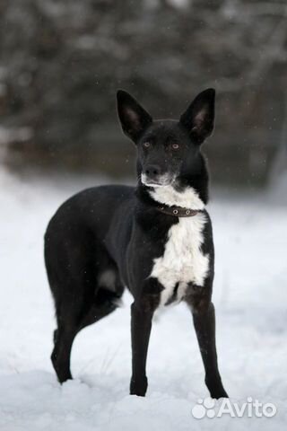 Красотка Лейла ищет дом