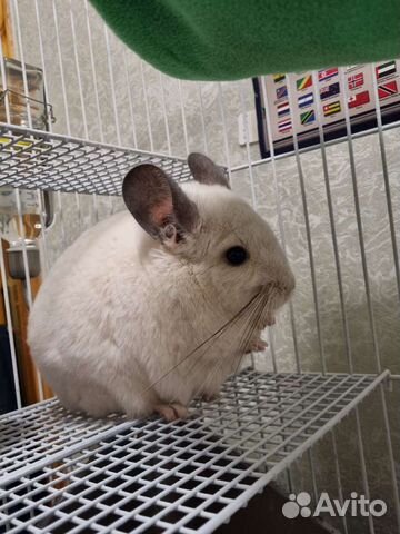 Шиншилла белый вильсон с клеткой