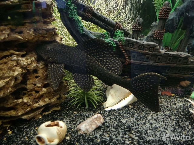 Птеригоплихт Йозельмана L001 / L022