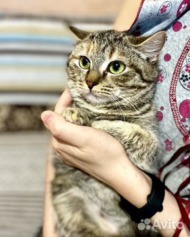 Кошечка Кая 5 мес ищет дом