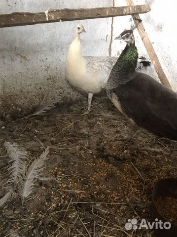 Павлинки Самки Черноплечая и Индийская