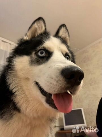 Сибирский хаски