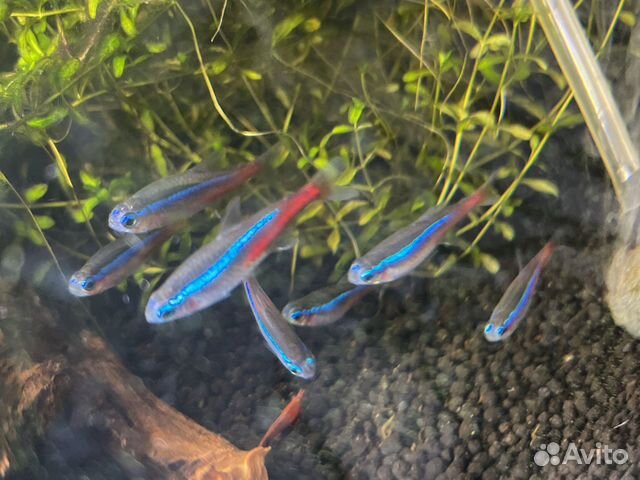 Рыбки неоны