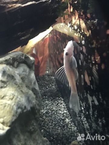 Рыба Анциструс снежно-белый