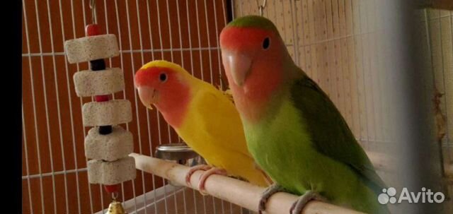 Попугаи неразлучники полу ручные