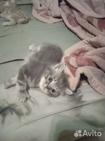 Британские котята