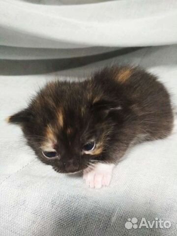 Котёнок, девочка, родилась 12.02.2022