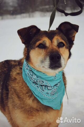 Ласковая Груша ищет дом