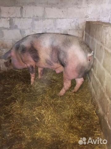 Кабан на племя