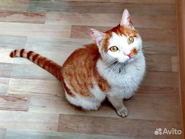 Котик