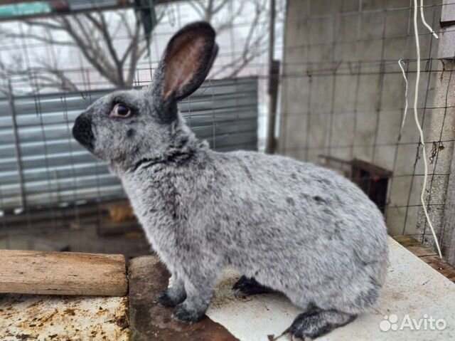 Самец Полтавское Серебро возраст 1.3года